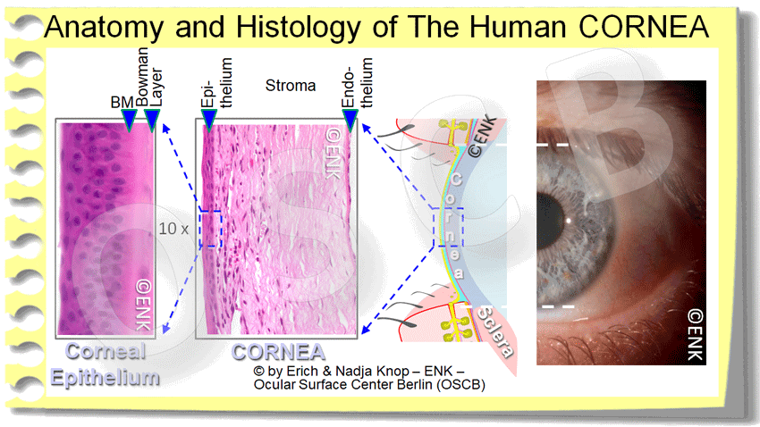 The Cornea — Ocular Surface Center Berlin