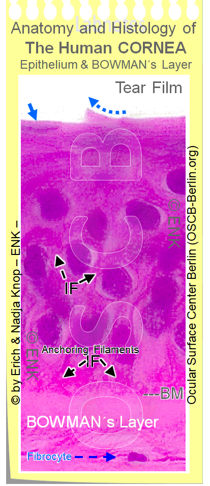 The CORNEA — Ocular Surface Center Berlin
