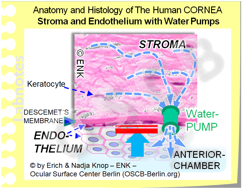 The CORNEA — Ocular Surface Center Berlin