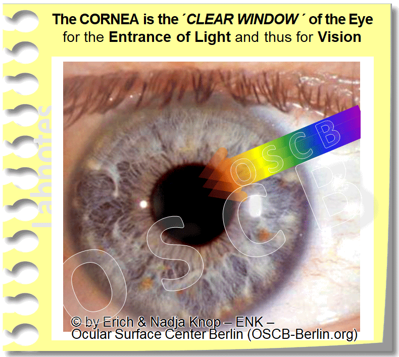 GLIMPSE on ... the Ocular Surface — Ocular Surface Center Berlin