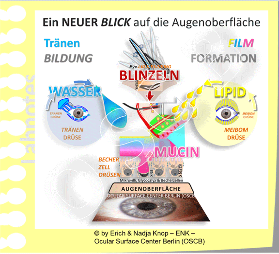 Das OSCB - Forschungszentrum für die Augenoberfläche Berlin — Ocular ...