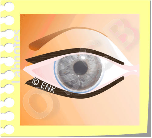 GLIMPSE on Contact Lenses — Ocular Surface Center Berlin