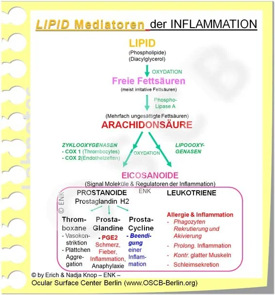 d-THERAPIE 5 - ANTI-INFLAMMATORISCHE Therapie — Ocular Surface Center Berlin