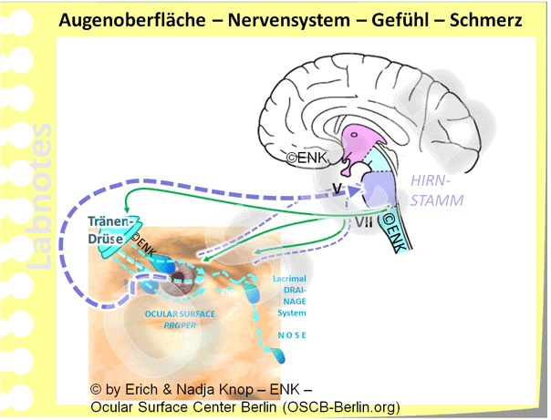 Nervensystem, Lidschlag und Schmerz — Ocular Surface Center Berlin