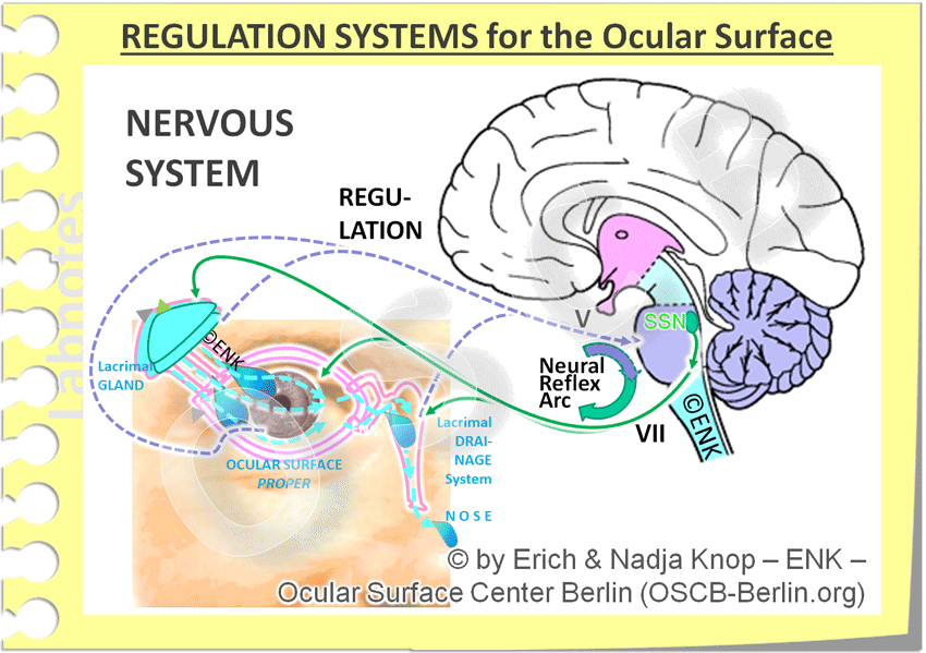 Nervous System, Blink, and Pain — Ocular Surface Center Berlin