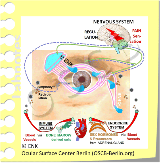 The FUNCTIONAL UNIT - Regulatory Systems — Ocular Surface Center Berlin