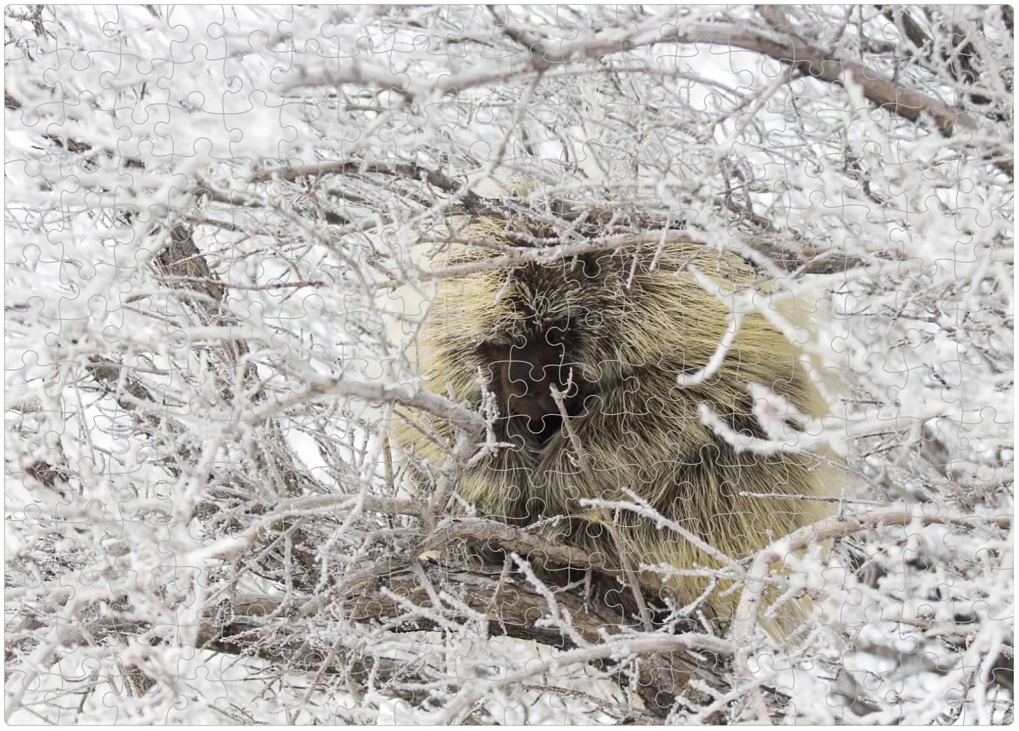 Shop — Call Creative