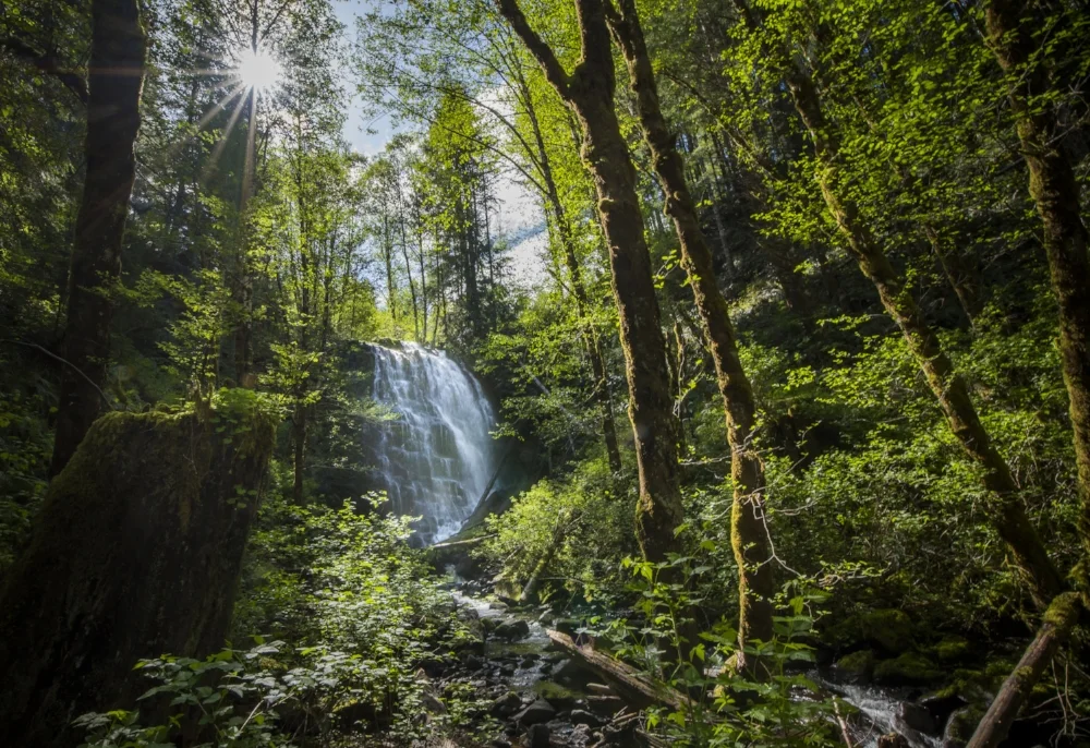 Tillamook Burn Trail Run — Daybreak Racing