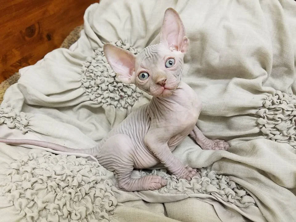 black sphynx - sphynx kittens - hairless kittens — NOCOATKITTY SPHYNX