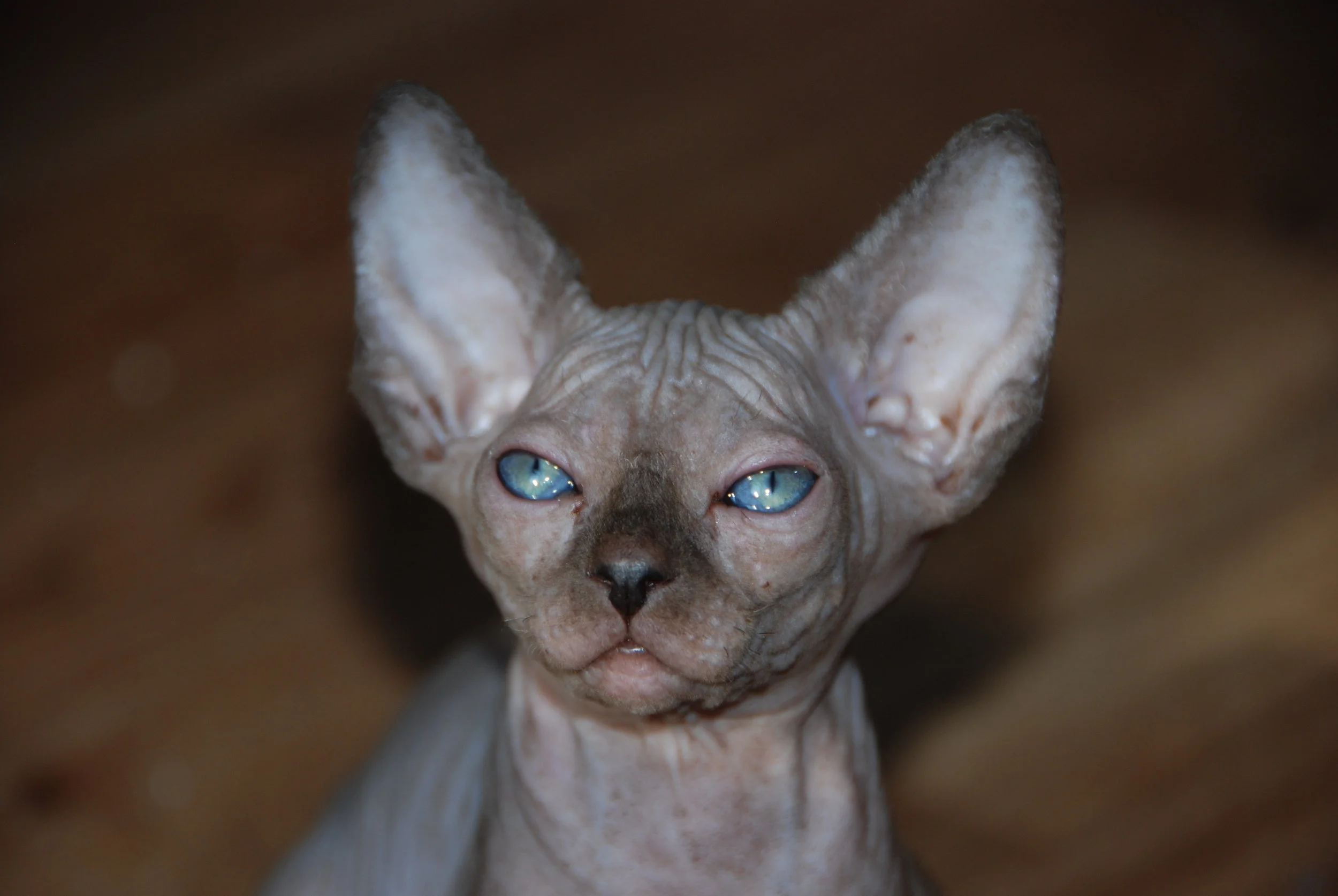 black sphynx - sphynx kittens - hairless kittens — NOCOATKITTY SPHYNX