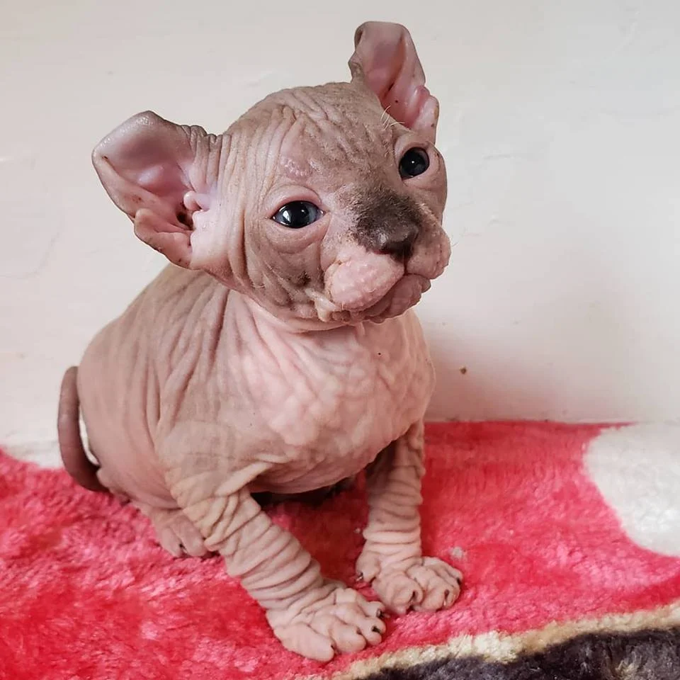 black sphynx - sphynx kittens - hairless kittens — NOCOATKITTY SPHYNX
