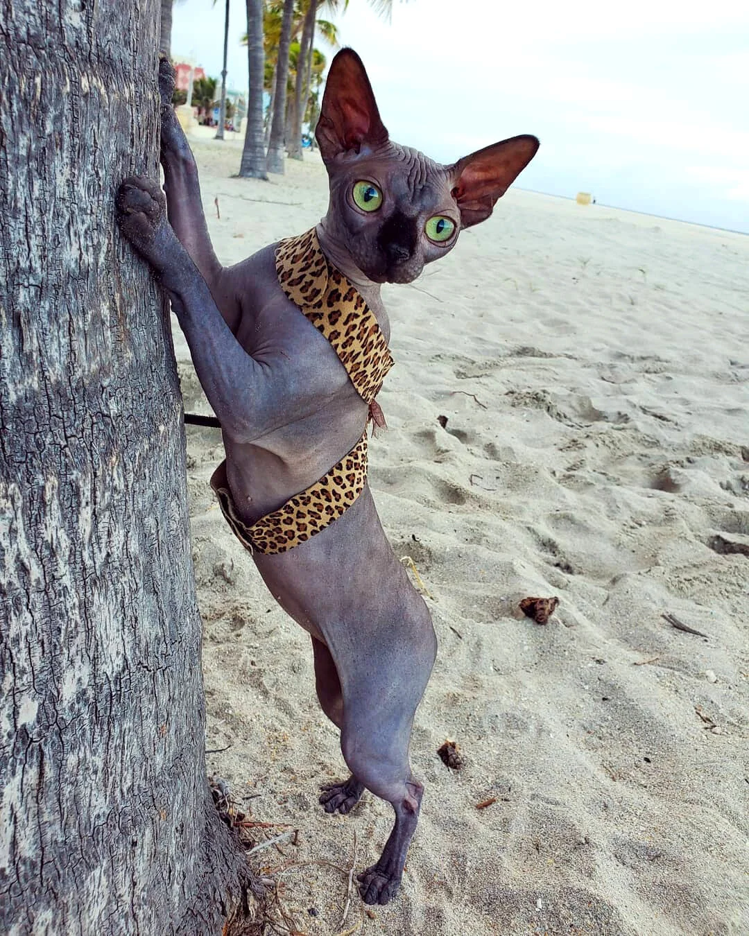 Sphynx - Sphynx kittens - Sphynx cats — NOCOATKITTY SPHYNX