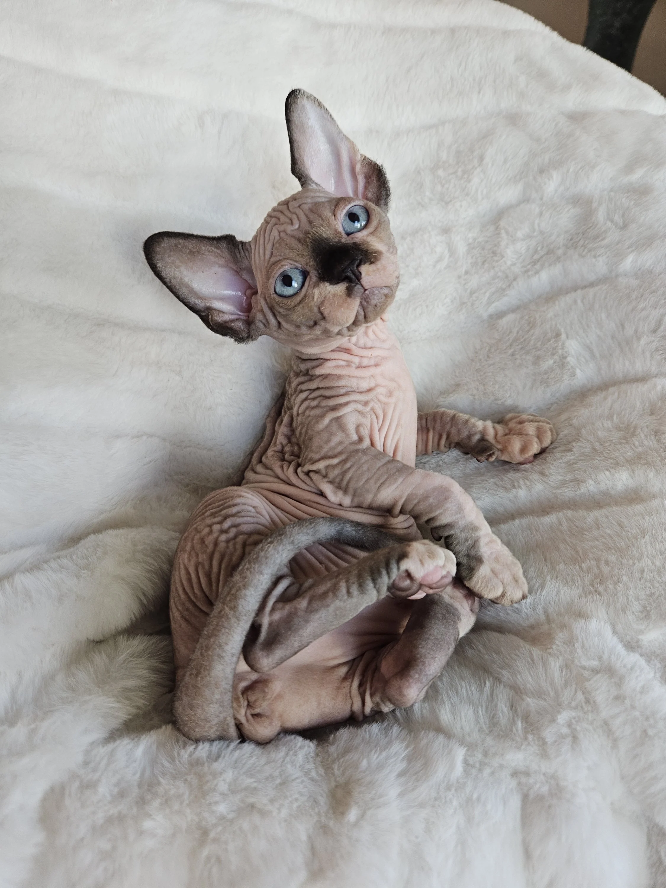 Sphynx Kittens For Sale — NOCOATKITTY SPHYNX