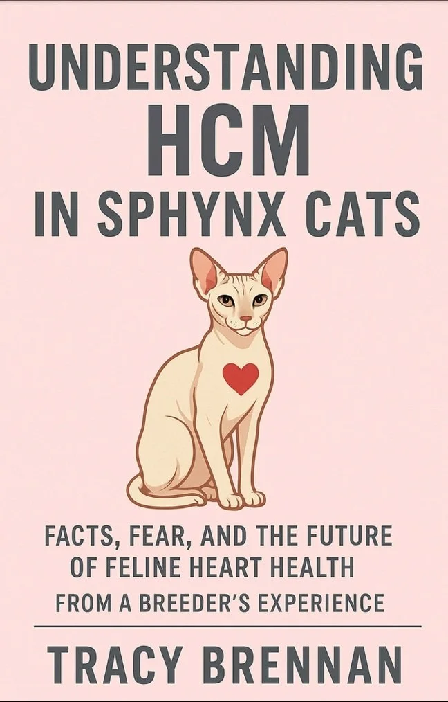 Understanding HCM in Sphynx Cats | Honest Heart Health Sphynx Guide ...