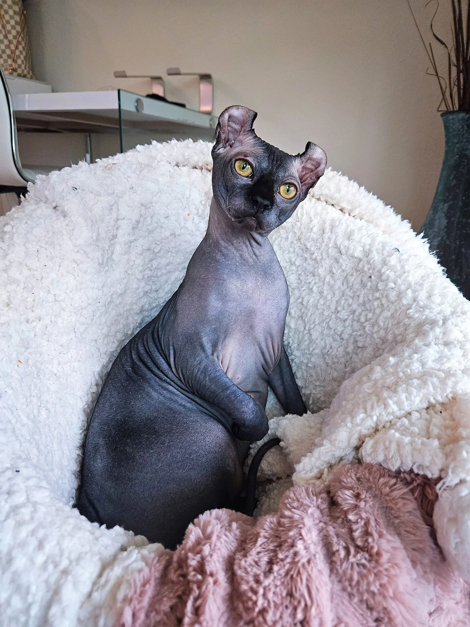 Sphynx Cats - Sphynx Kittens — NOCOATKITTY SPHYNX