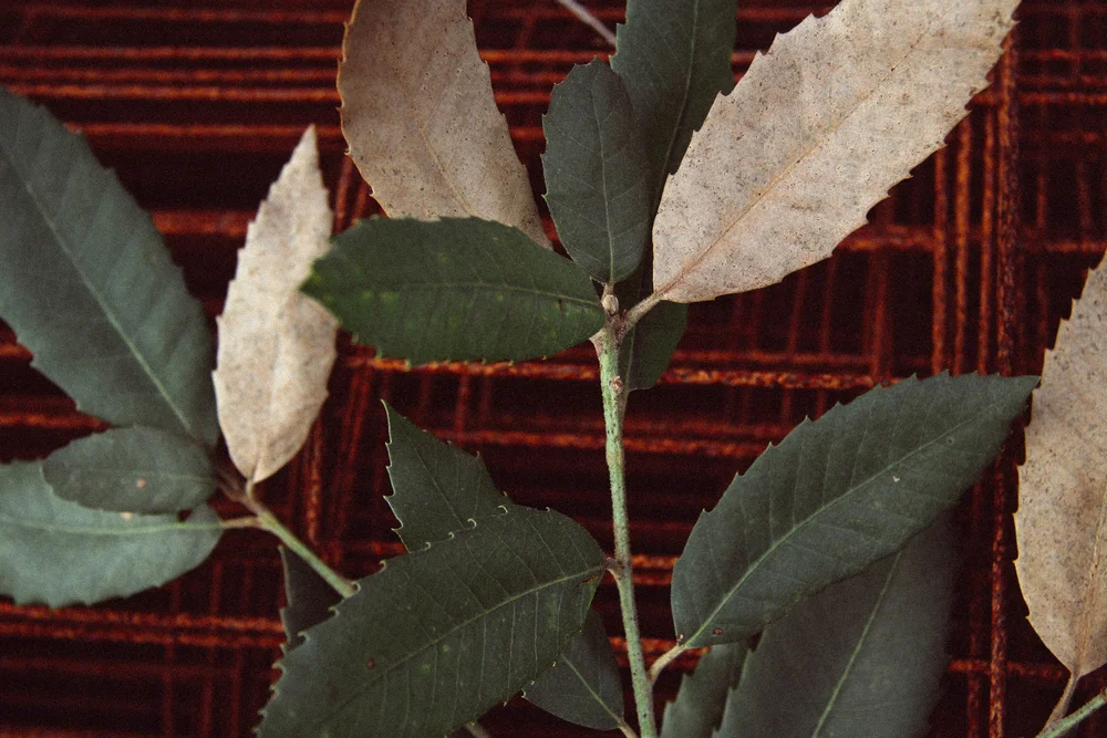 tan oak study and the alchemy of understanding through process — of ...