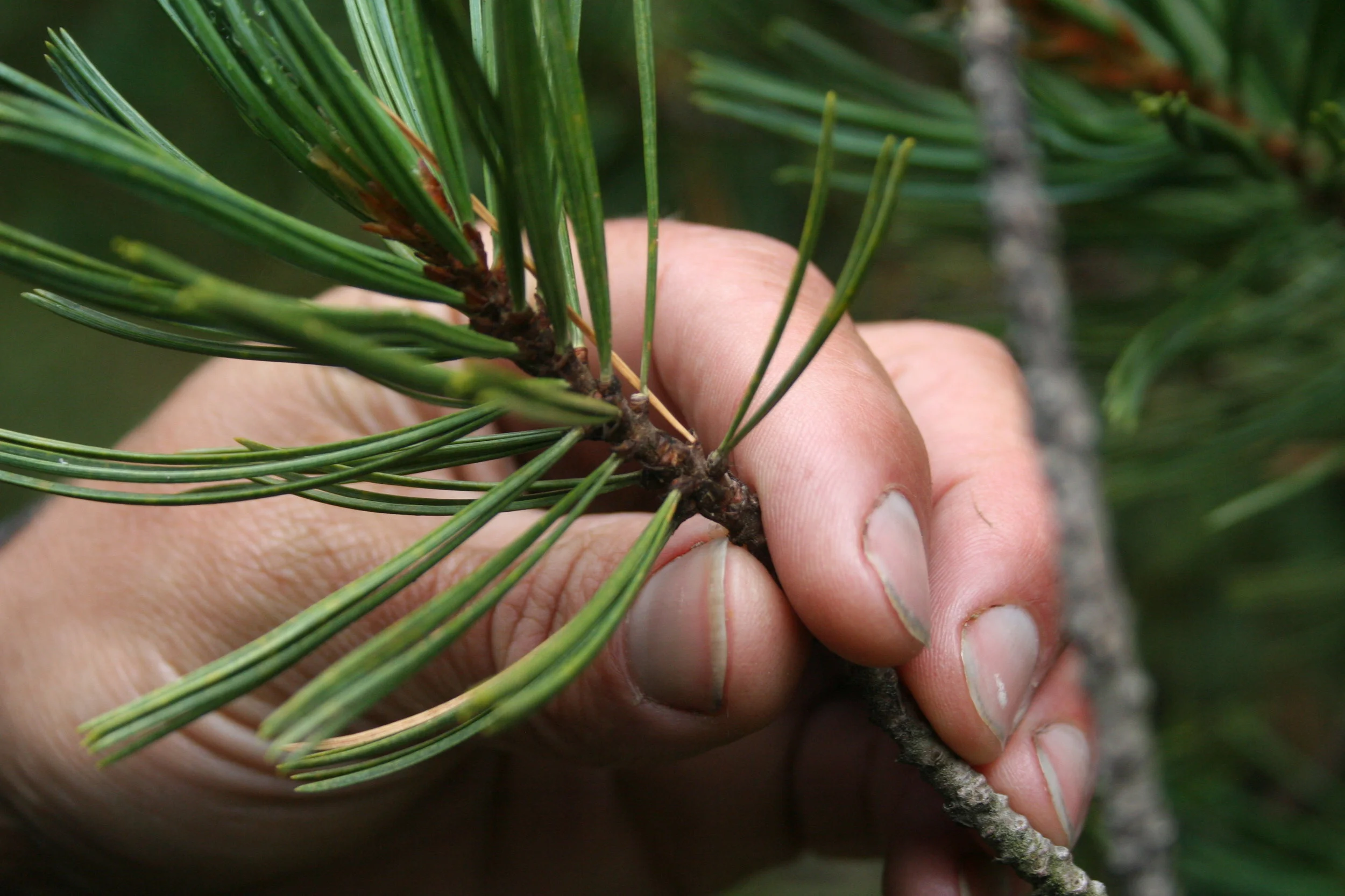 plants stories from the sagebrush salve — of sedge & salt