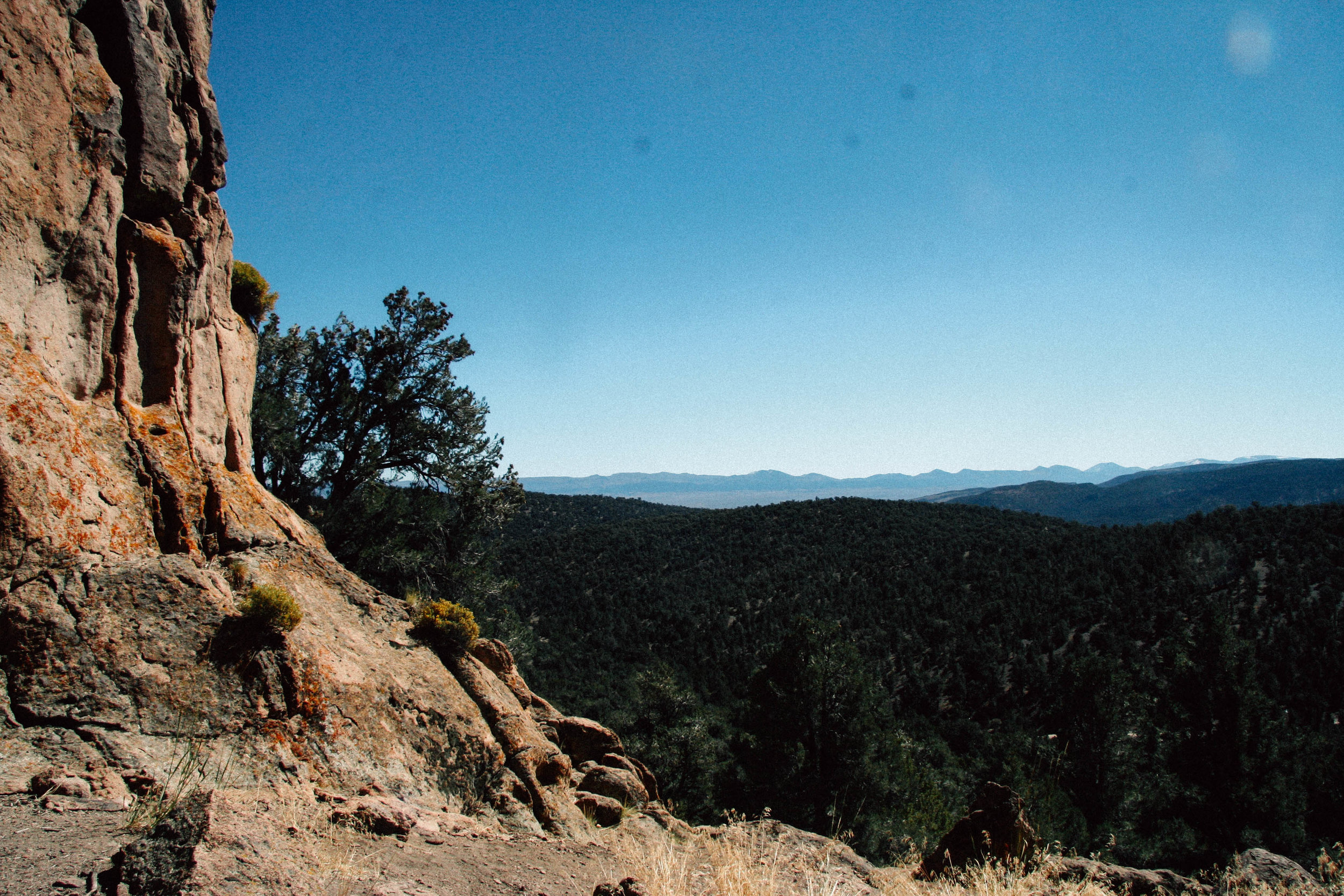Piñon Pine : a plant profile — of sedge & salt