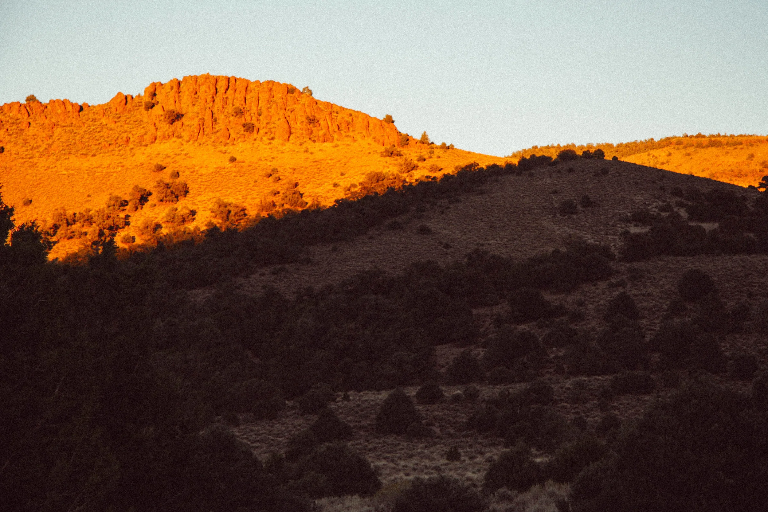 Piñon Pine : a plant profile — of sedge & salt