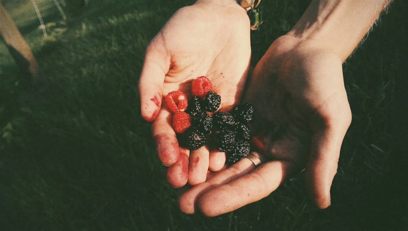 Rose Family Plants: A Plant Profile pt. 1, featuring Multiflora Rose ...