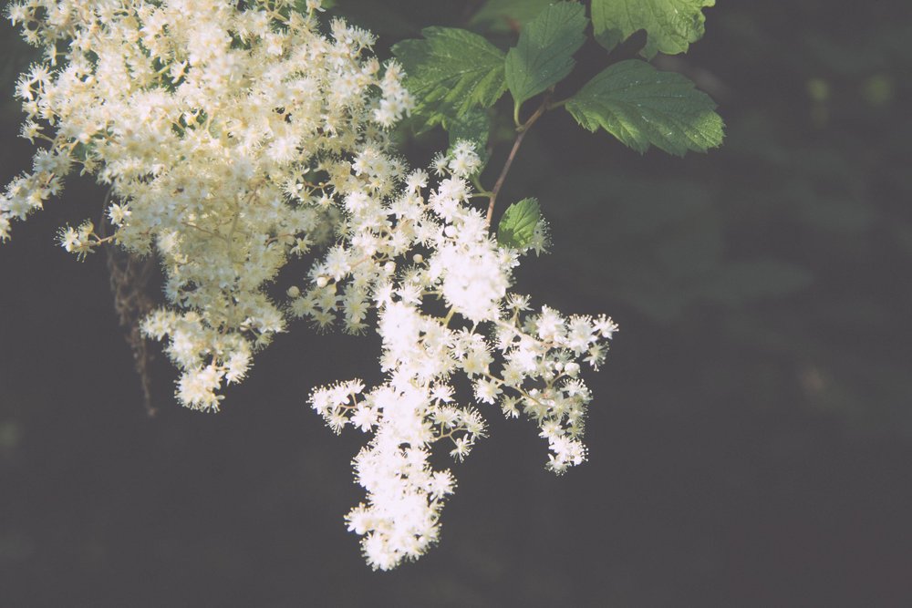Rose Family Plants: A Plant Profile pt. 1, featuring Multiflora Rose ...