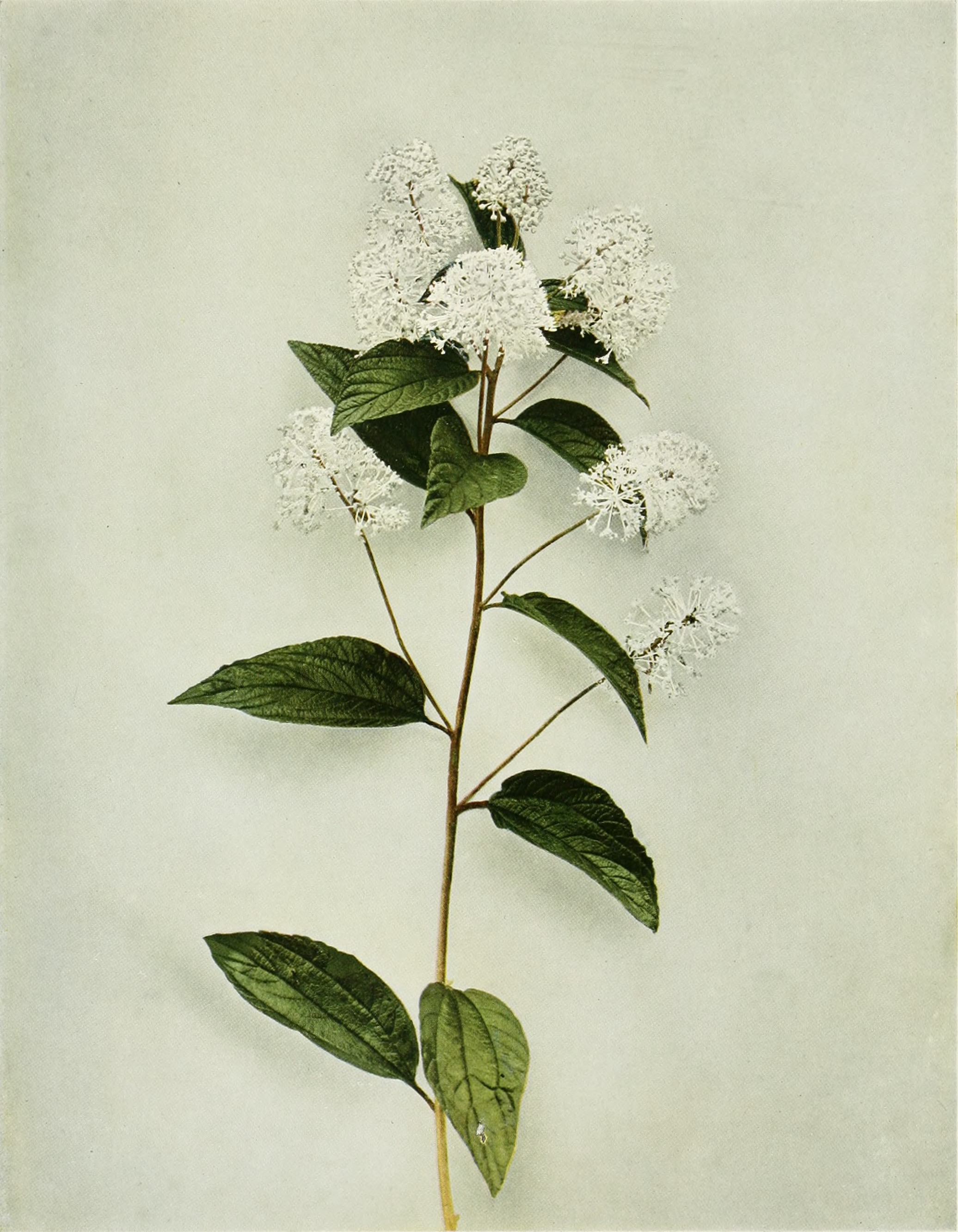 'The Redroots,' Ceanothus: A Plant Profile — of sedge & salt