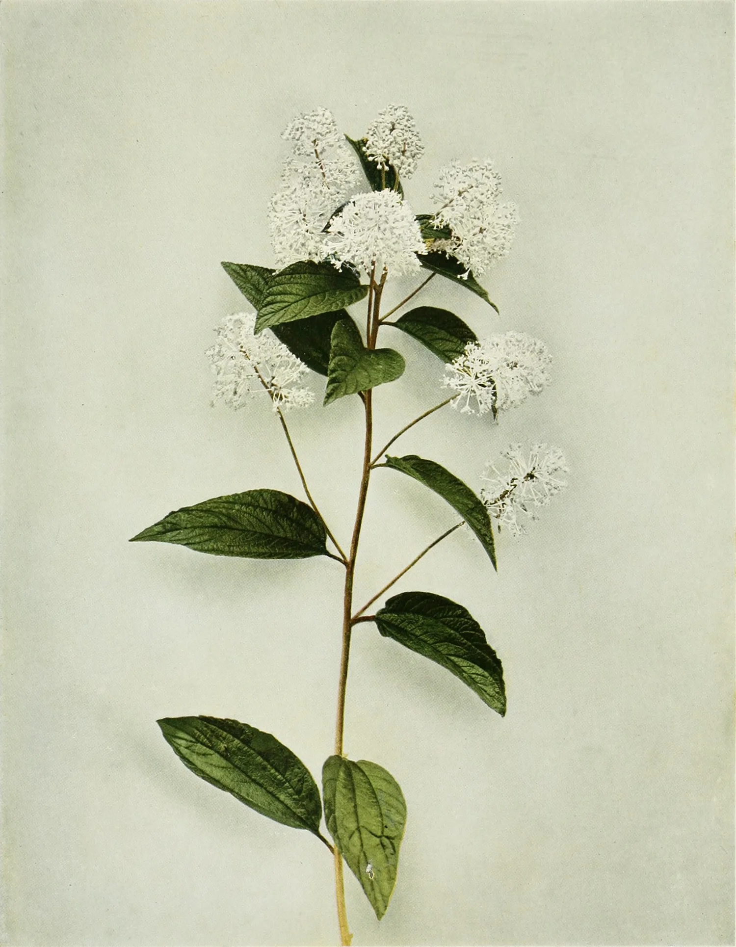 'The Redroots,' Ceanothus: A Plant Profile — of sedge & salt