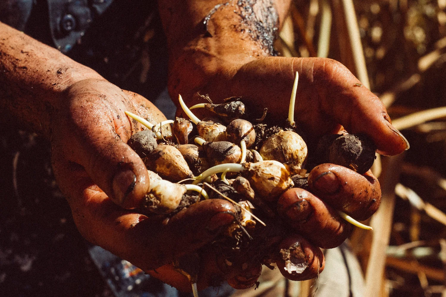 Fall on the road in the west, Camas and Wapato planting, Piñon Pine nut ...