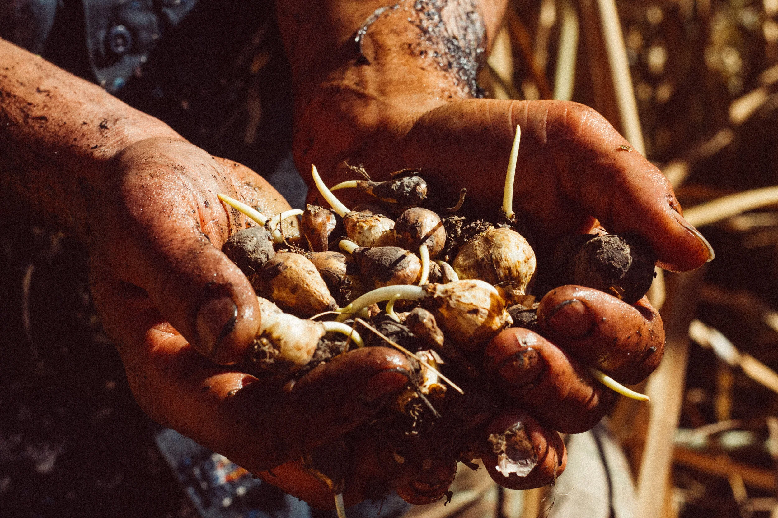 Fall on the road in the west, Camas and Wapato planting, Piñon Pine nut ...