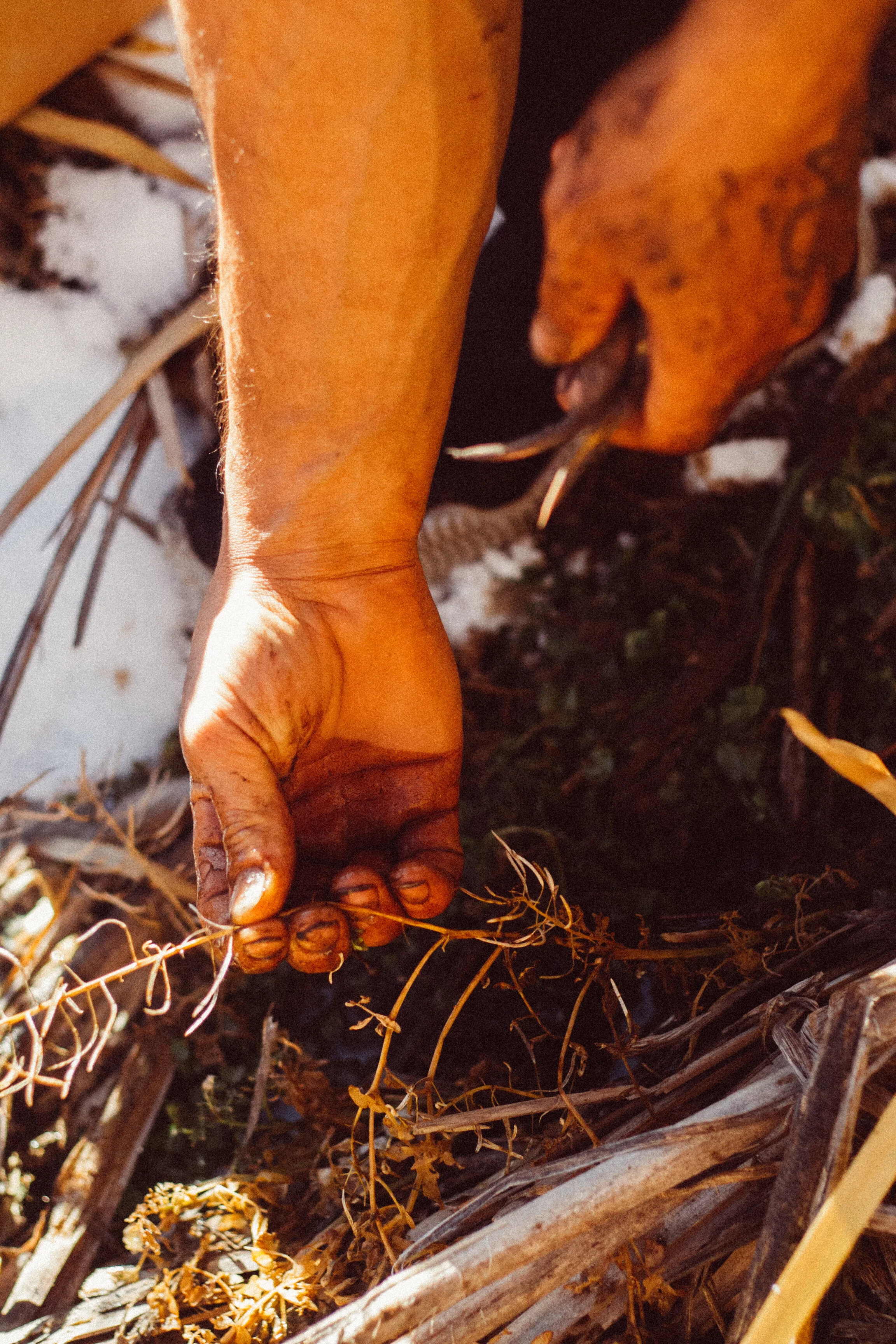 Fall on the road in the west, Camas and Wapato planting, Piñon Pine nut ...