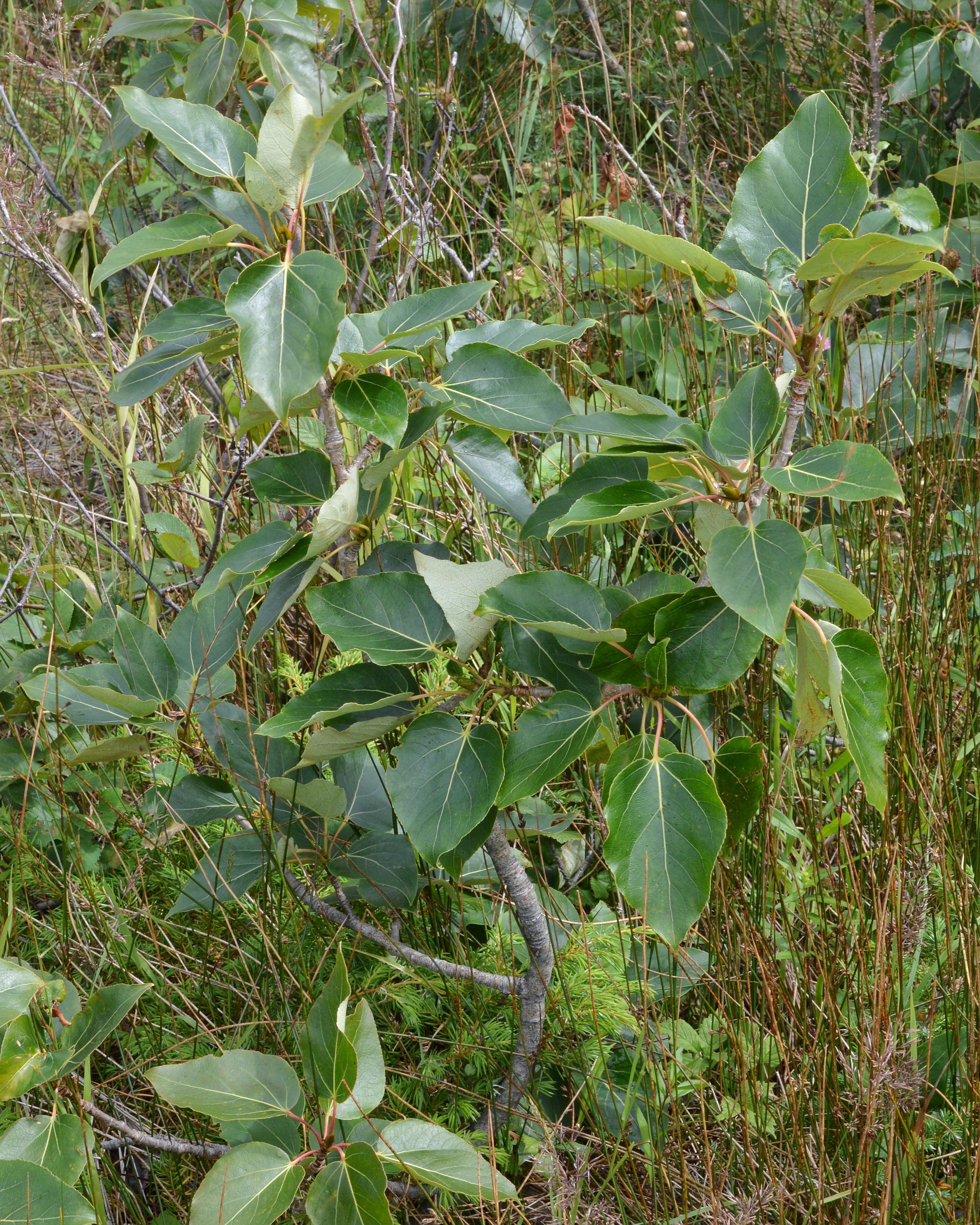 'The Cottonwoods,' Populus : A plant profile — of sedge & salt