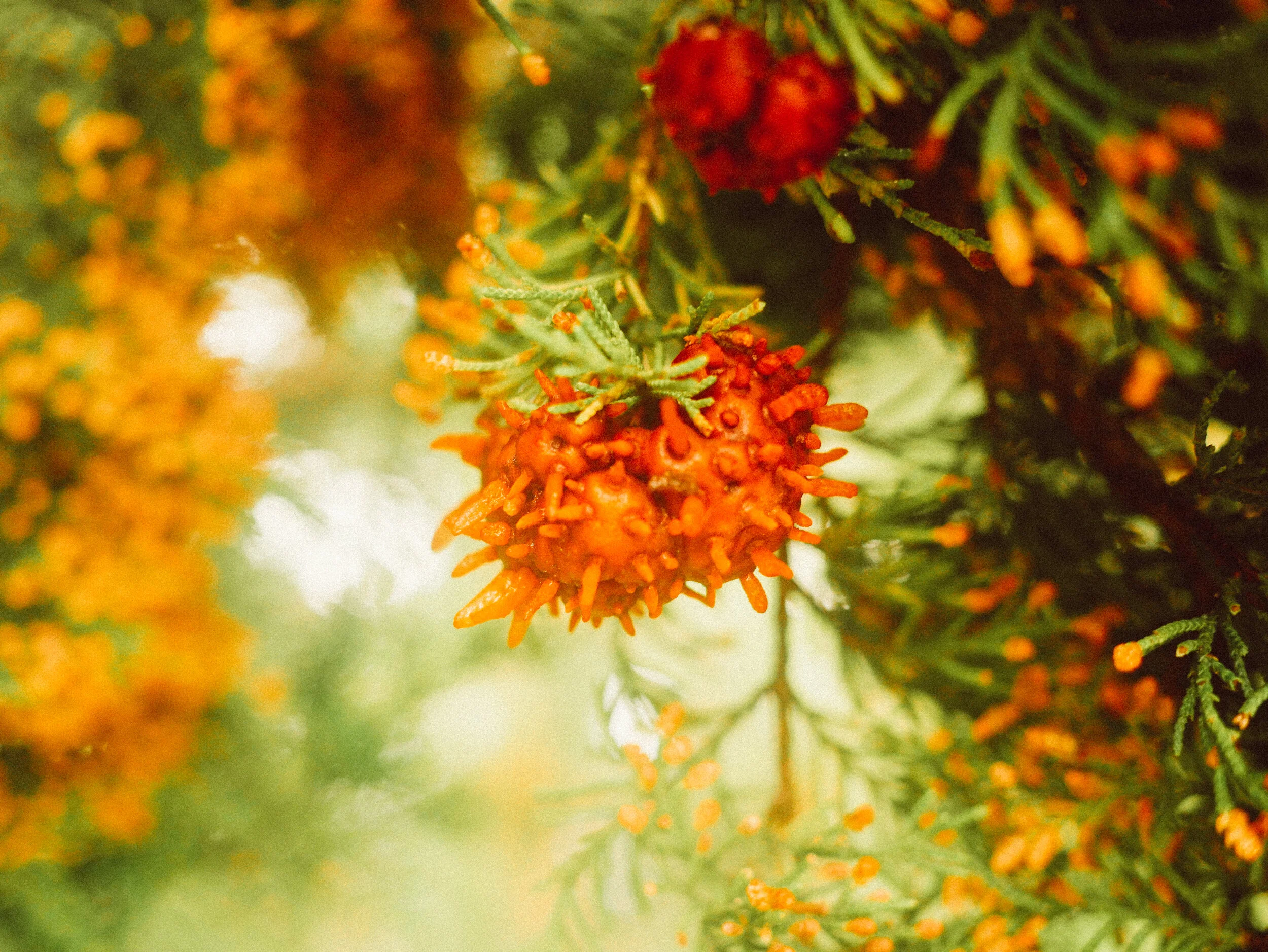 Of Sedge & Salt Blog — of sedge & salt