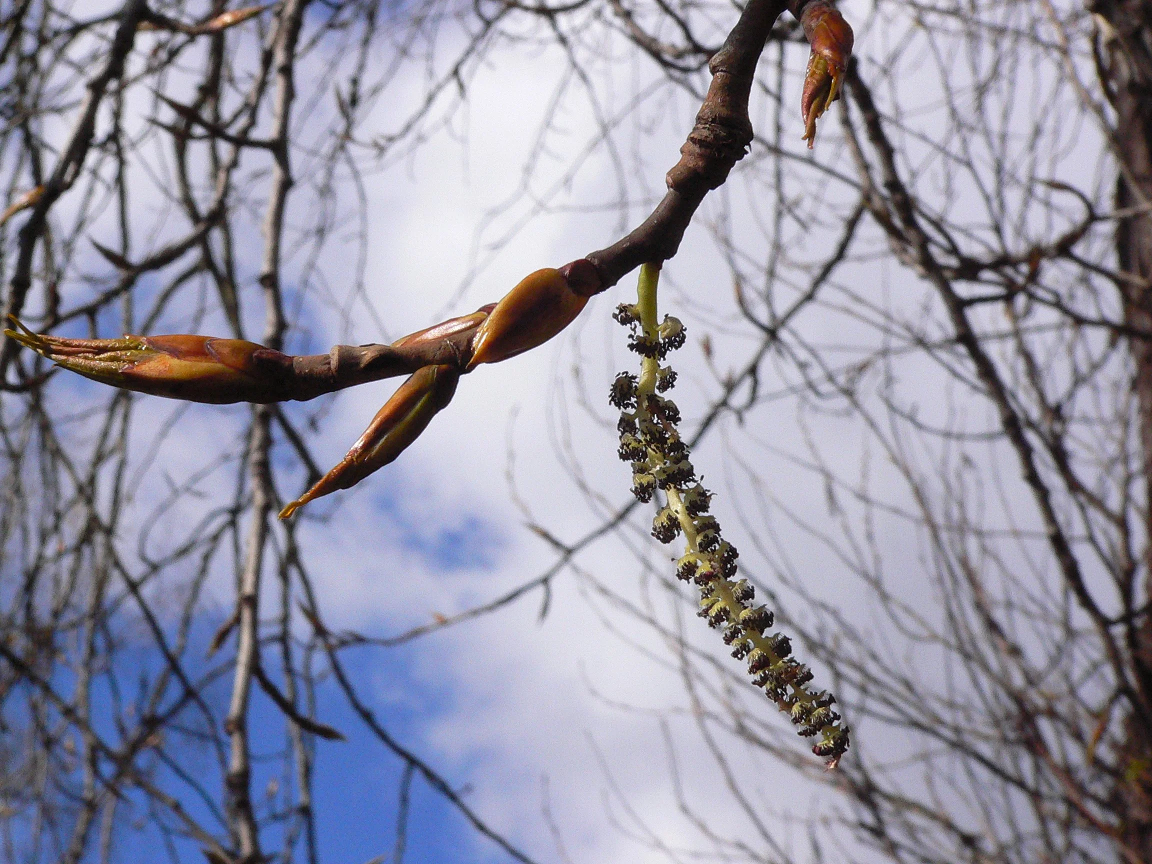 'The Cottonwoods,' Populus : A plant profile — of sedge & salt
