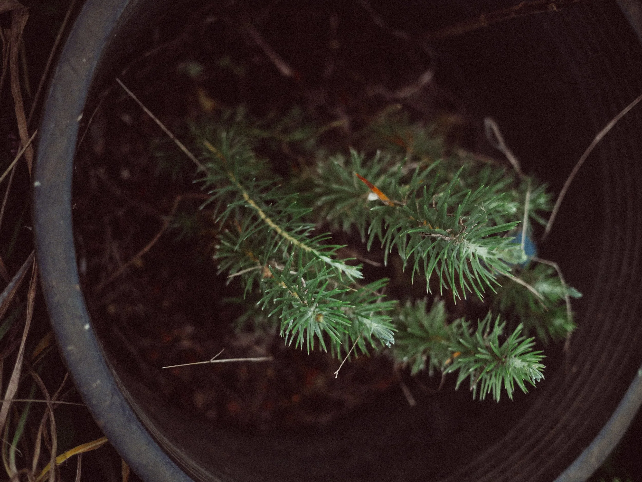 Of Sedge & Salt Blog — of sedge & salt