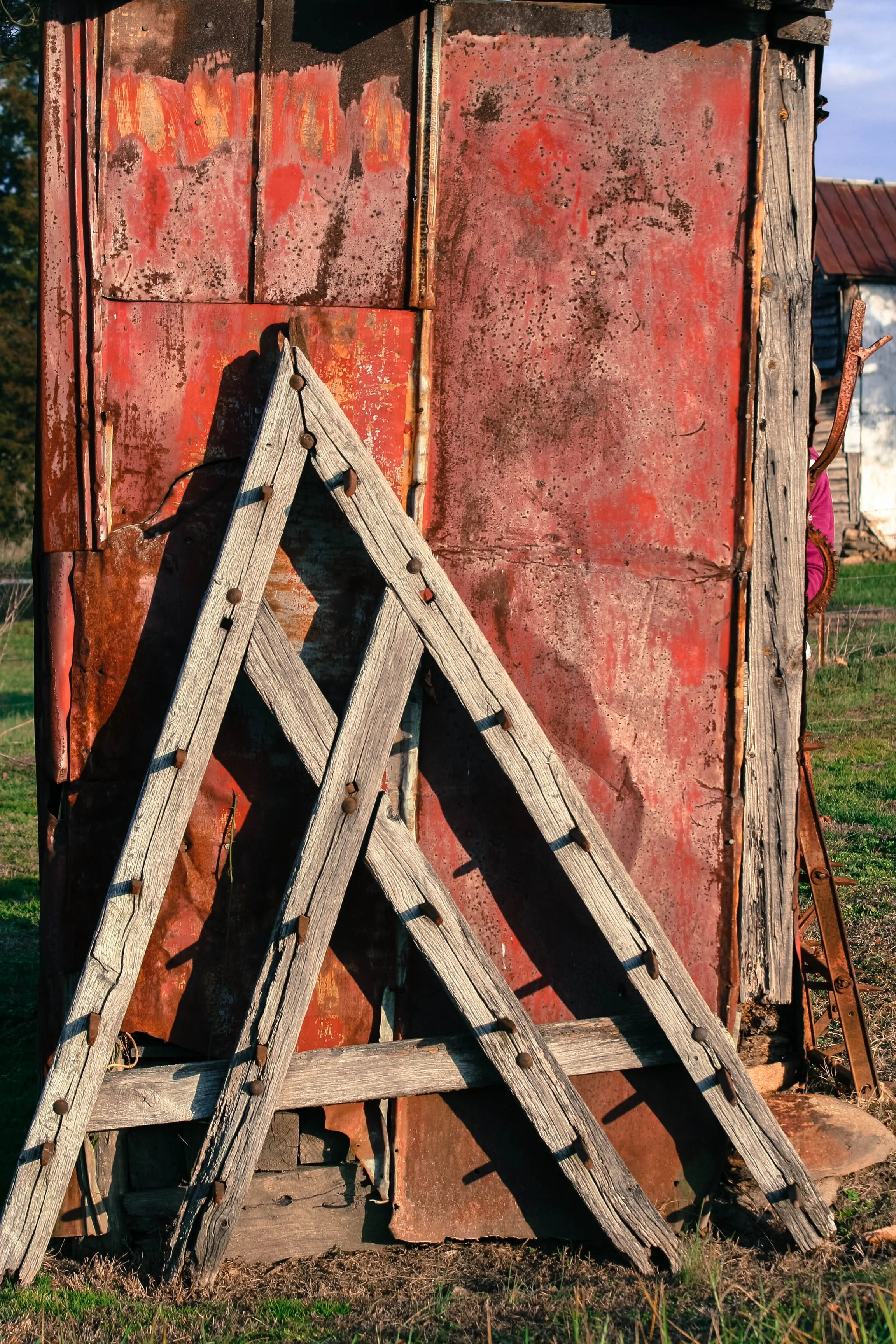 Juniper Plant Profile — of sedge & salt