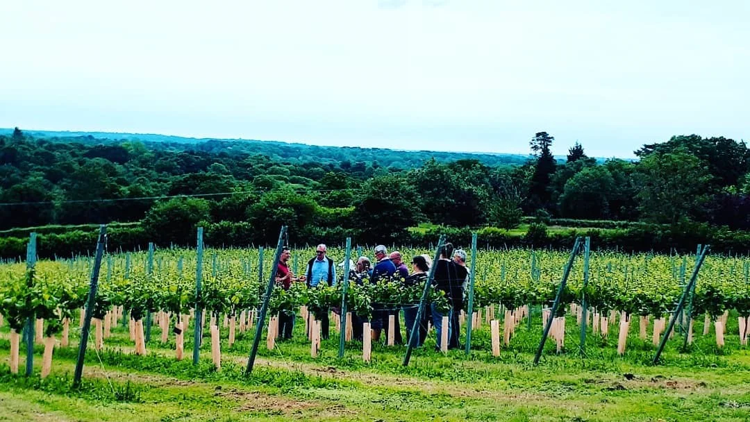 Vineyard Tour, Tasting & Picnic — Beacon Down Vineyard, East Sussex