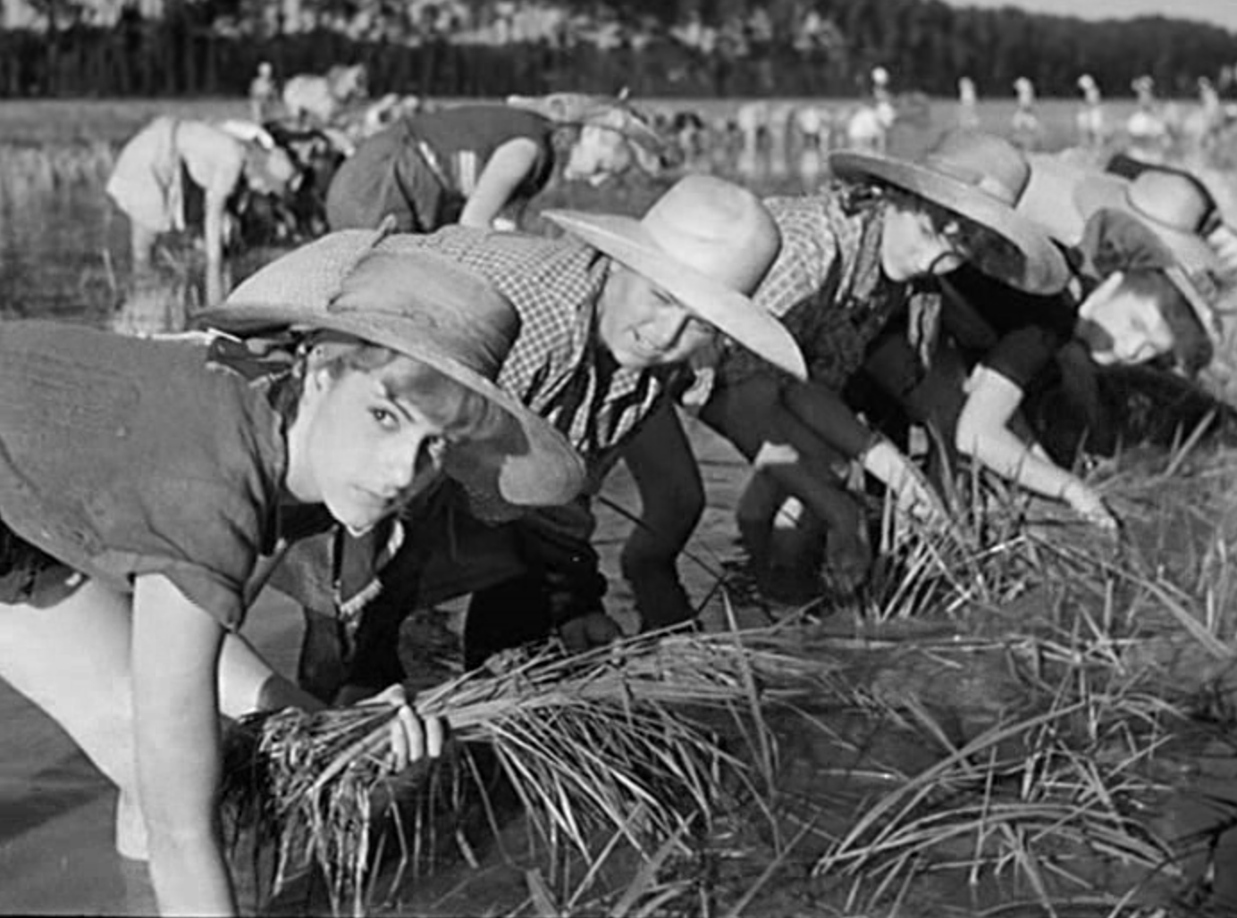 Riso amaro (Bitter Rice), Parte 9 — Li conoscevo bene