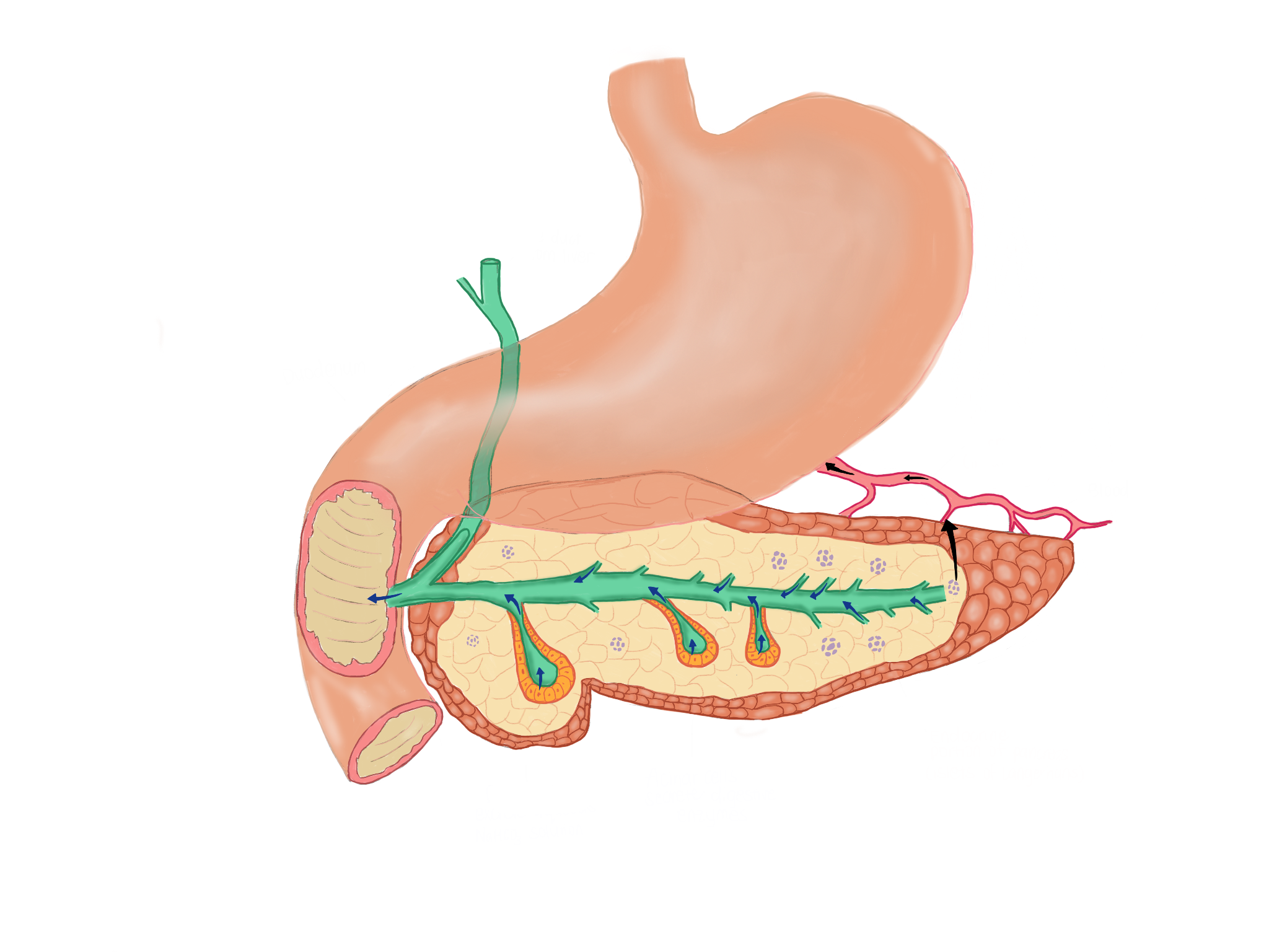 Pancreas Diagram No Labels Label The Components Of The Human Digestive