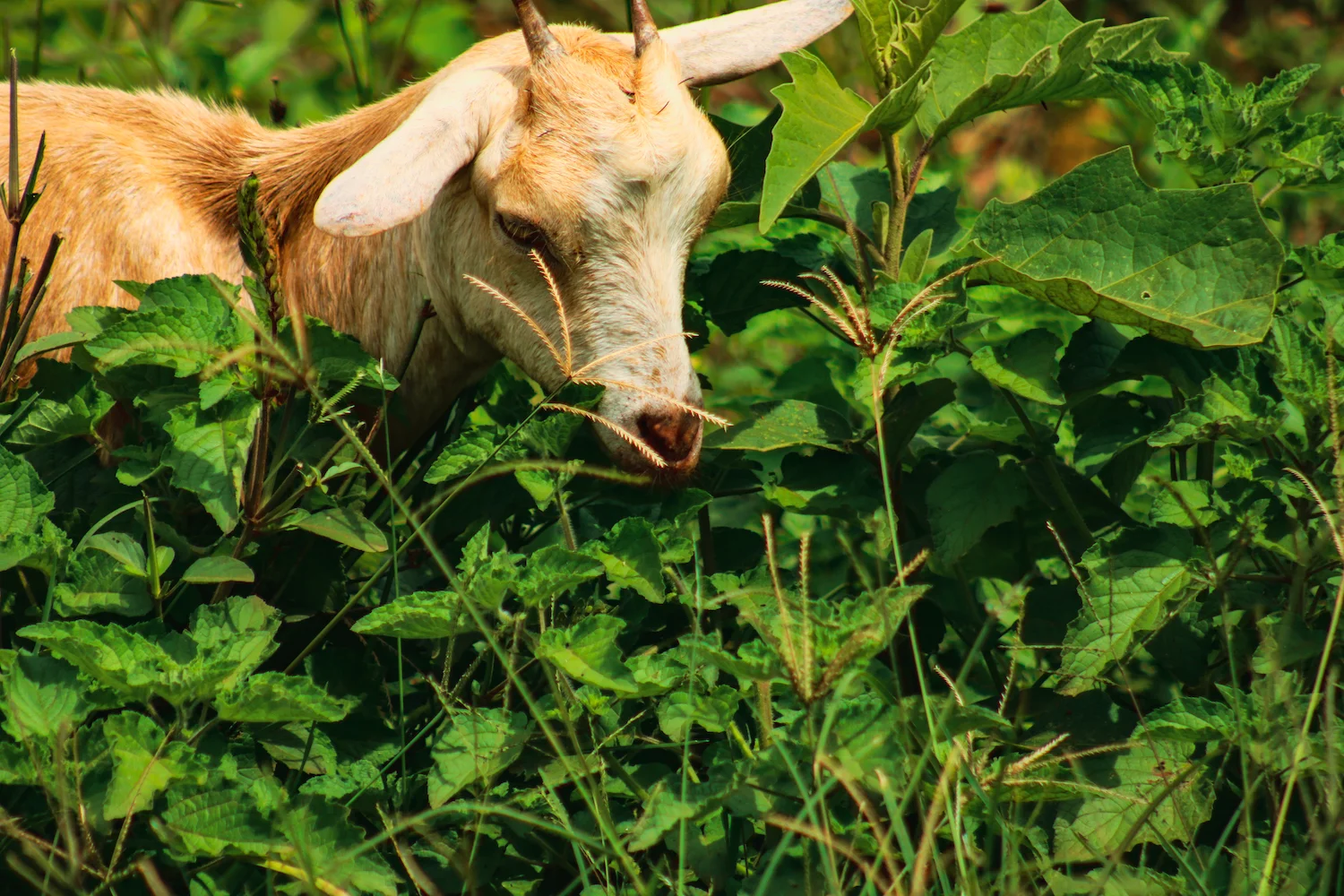 Mvule — Kibo Group