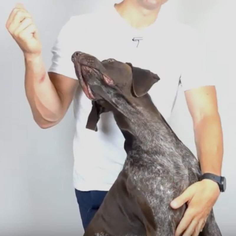 Why Does My Dogs Neck Hurt