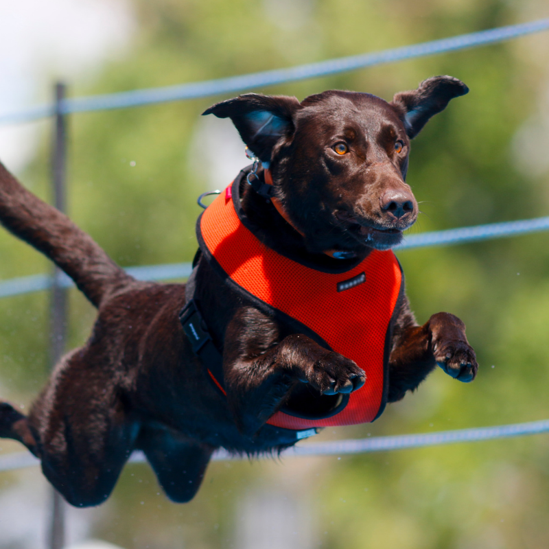 Dog Chiropractic Care | Improve Your Dog's Health, Mobility & Well ...