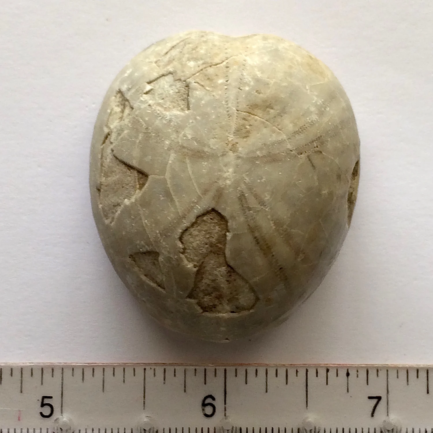 TXFossils