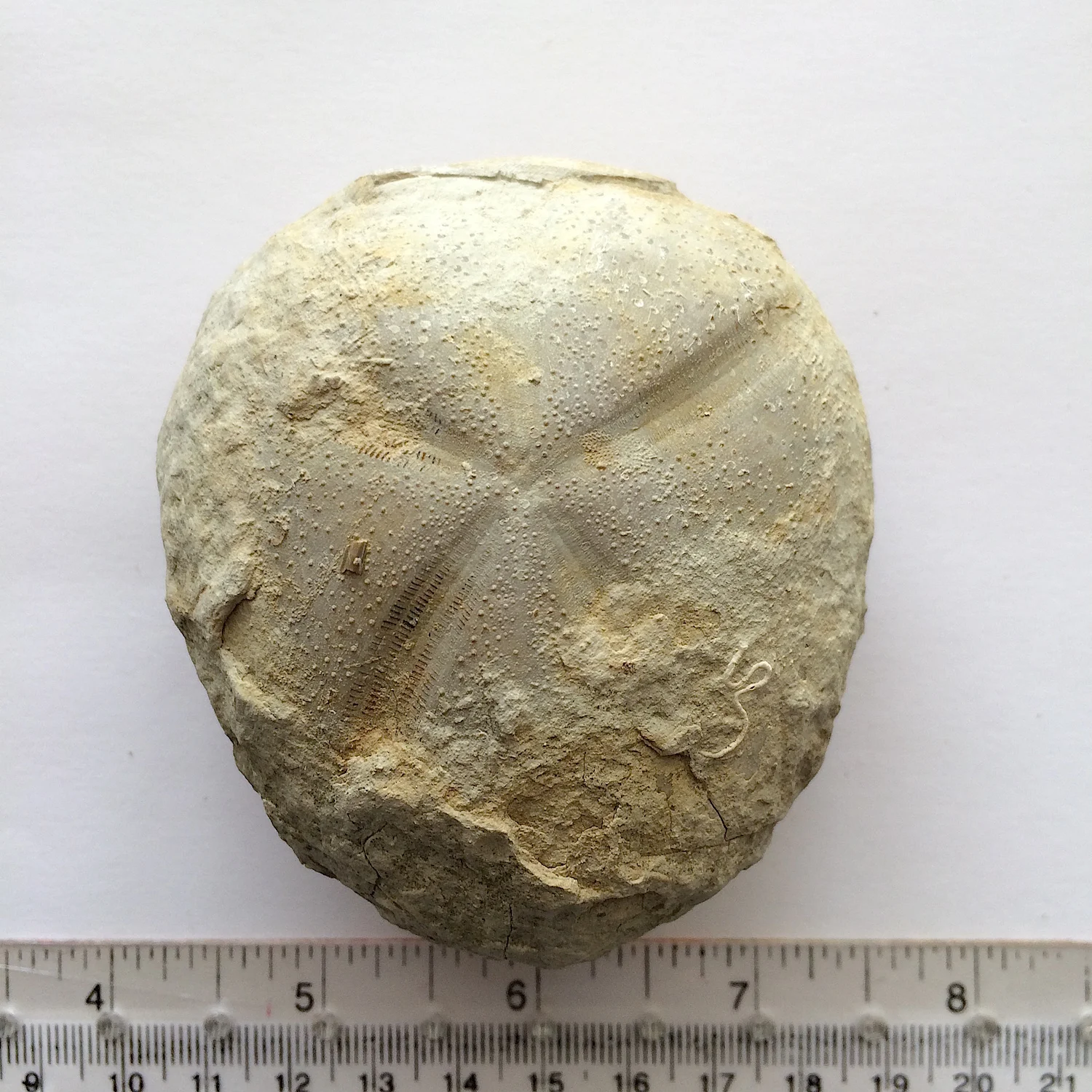 TXFossils