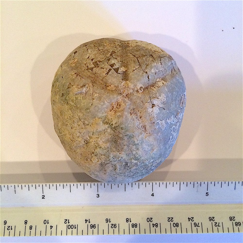 TXFossils