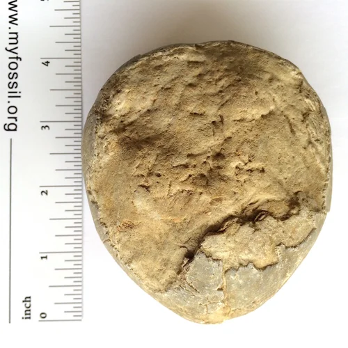 TXFossils