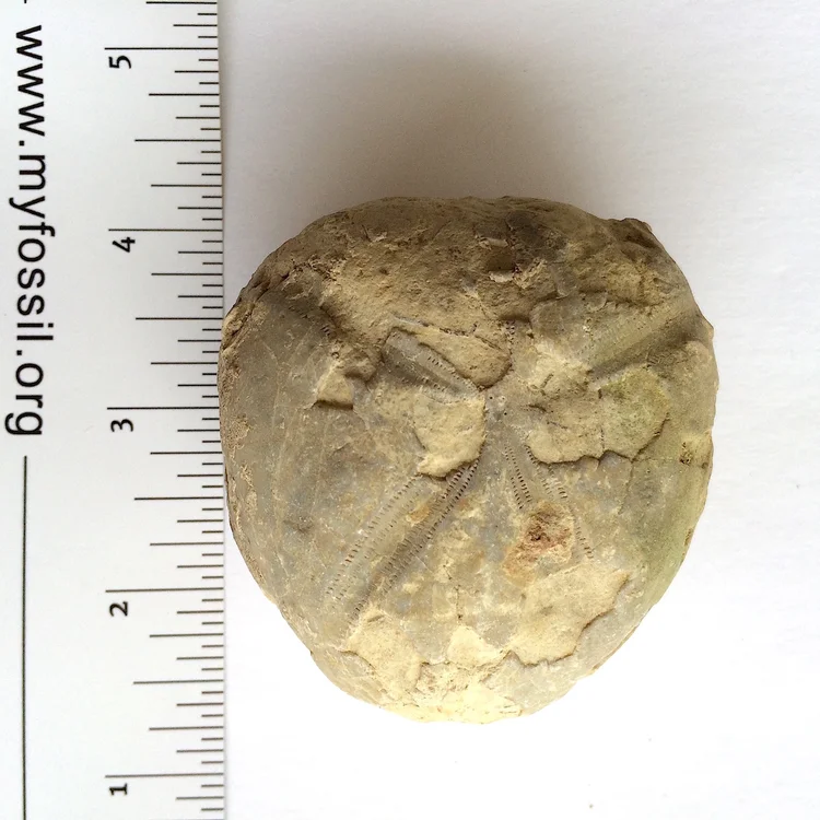 TXFossils
