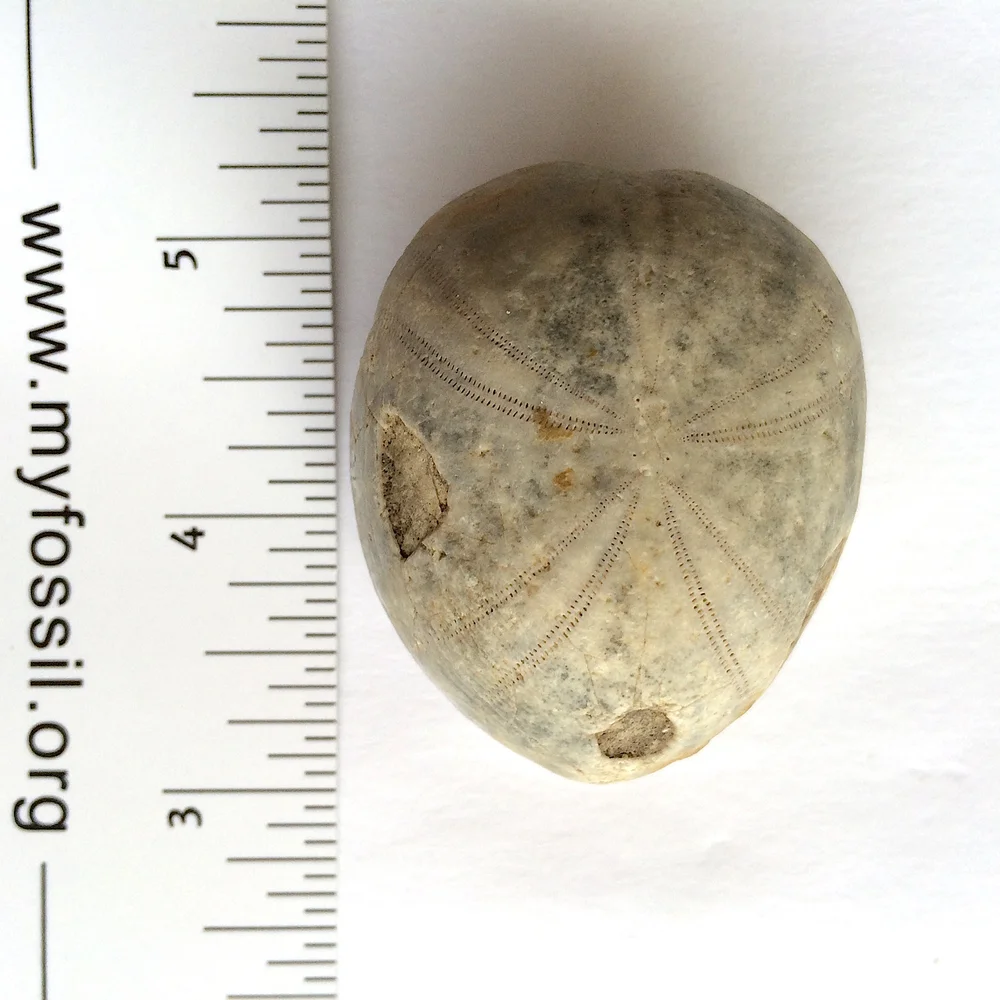 TXFossils
