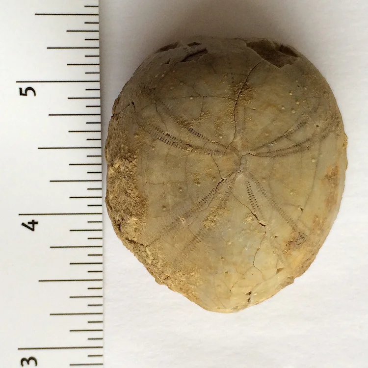 TXFossils