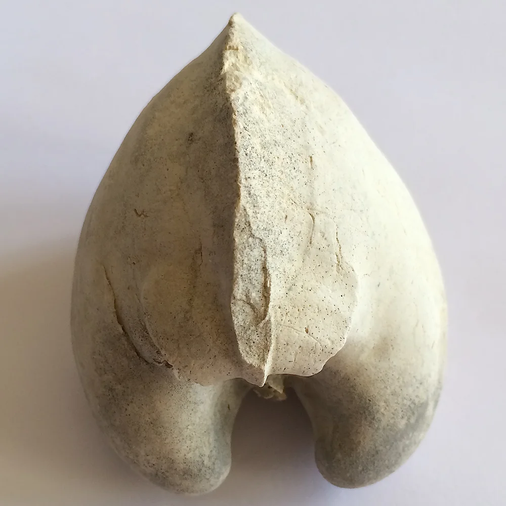 TXFossils