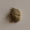 TXFossils